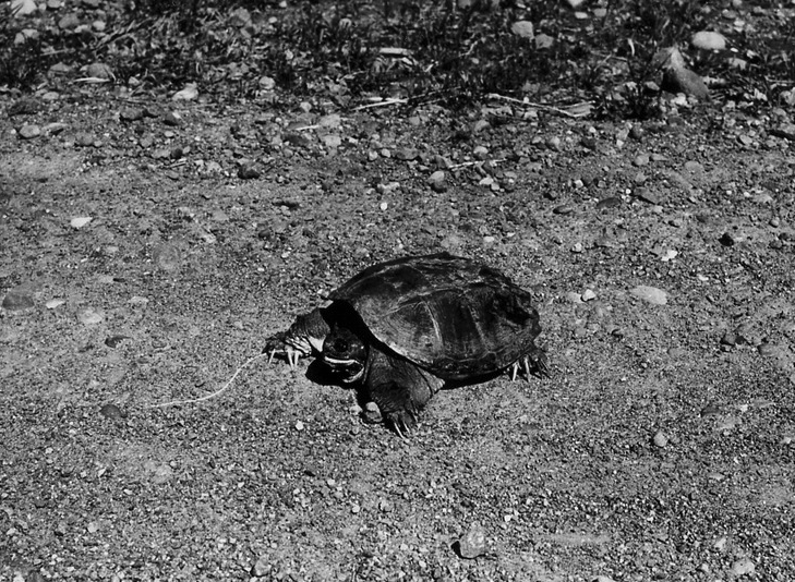 Large snapping turtle in mail bag held post office hostage - Strange Ago