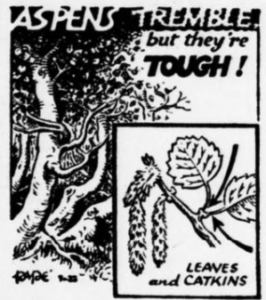 10 Intriguing Superstitions About the Aspen Tree - Strange Ago