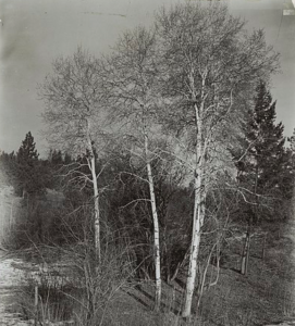 10 Intriguing Superstitions About the Aspen Tree - Strange Ago